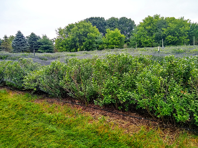 Blueberry Fields of Stillwater grows nature's candy in neat rows&mdash;proving Minnesota soil produces more than just conversation.