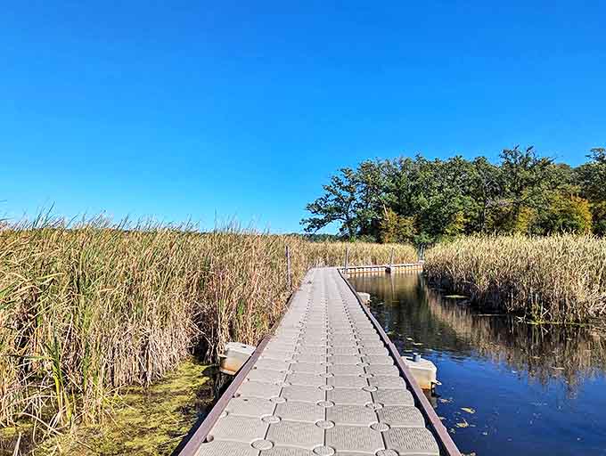 A floating pathway through cattail sentinels offers intimate access to wetland wonders without getting your feet wet.