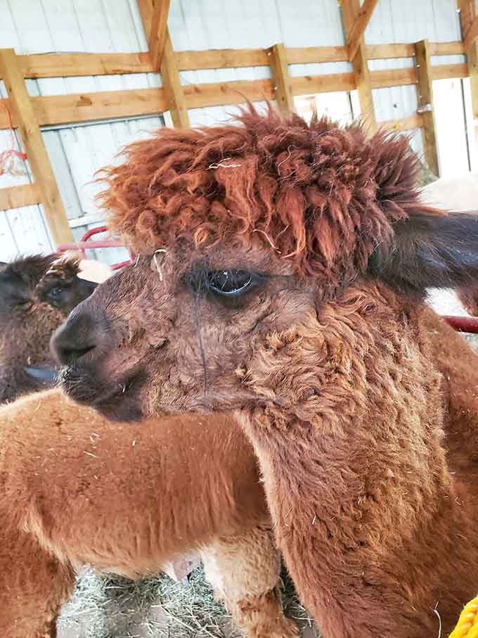 This auburn-haired diva knows exactly how photogenic she is. The supermodels of the farm animal world, no filter needed.
