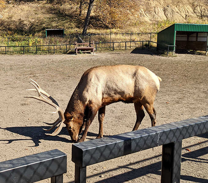 This majestic elk pauses for a moment, seemingly as interested in watching the visitors as they are in watching him.