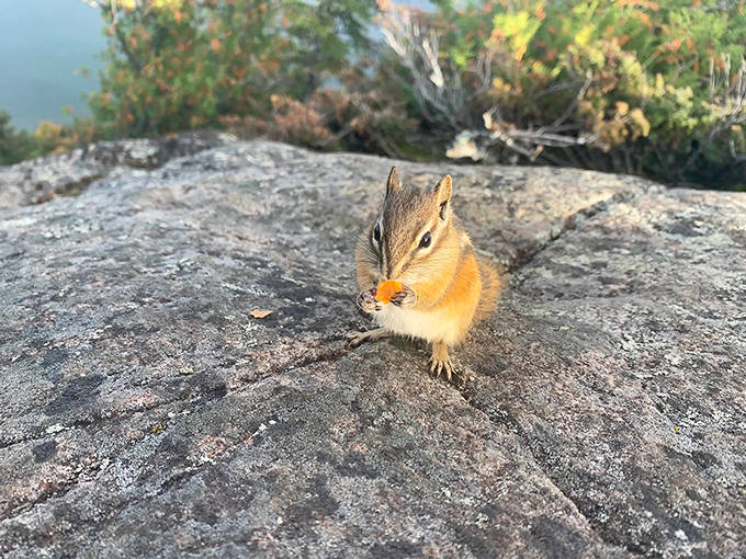 This little chipmunk welcomes summit visitors with adorable cheek pouches full of trail mix taxes. Payment is non-negotiable.