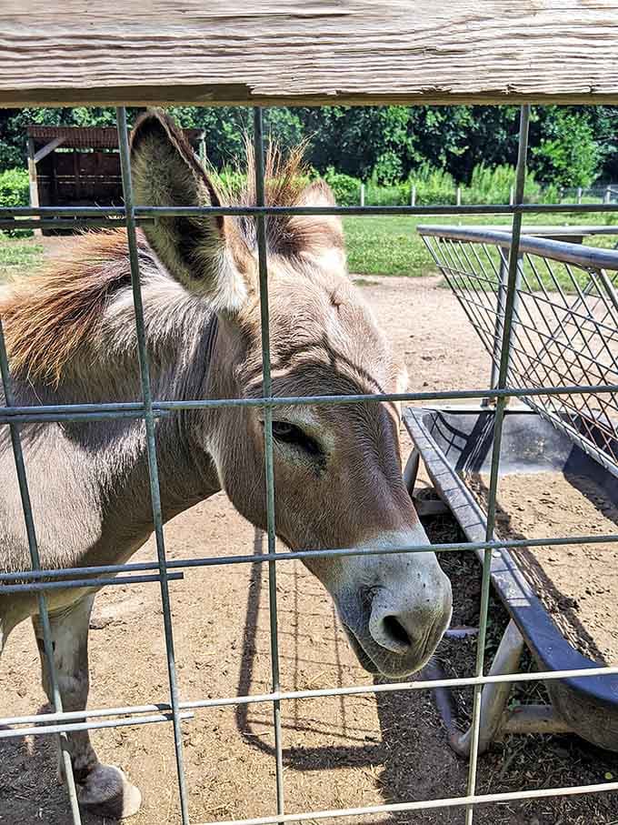 The donkey gazes through the fence with the wisdom of an old soul who's seen it all and remains unimpressed.