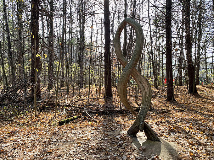 This twisted infinity sculpture captures the endless cycle of nature, its smooth curves contrasting beautifully with the forest's vertical lines.