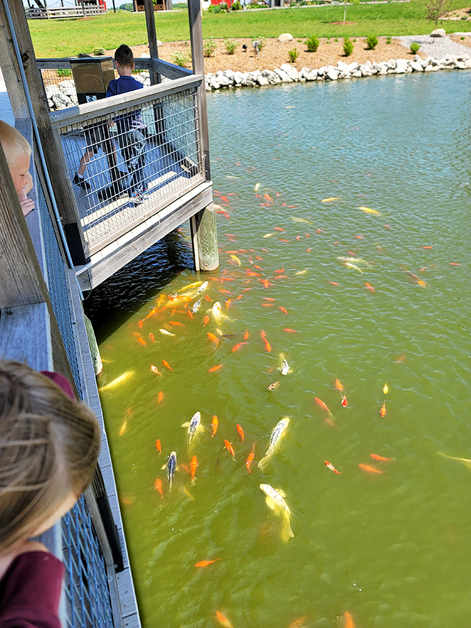 A swirling kaleidoscope of koi creates underwater fireworks whenever food appears on the water's surface.
