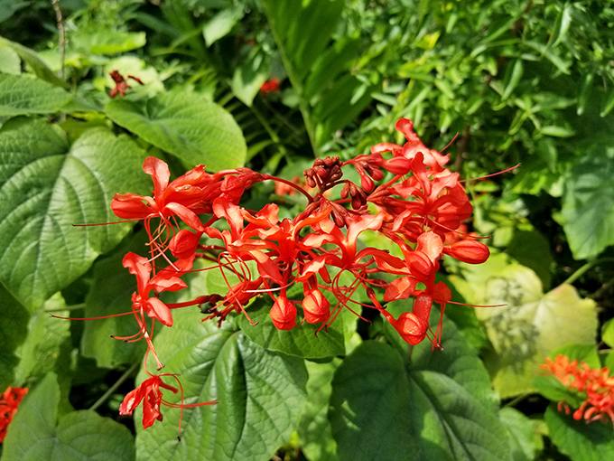 The flaming glorybower doesn't understand the concept of "subtle" &ndash; these vibrant blooms are nature's equivalent of showing up to a party in a sequined jumpsuit.