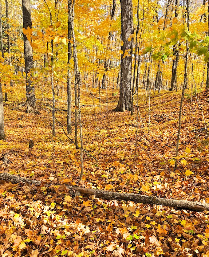 Autumn's golden touch turns the forest into a treasure chest of color, with fallen leaves creating nature's most beautiful carpet.