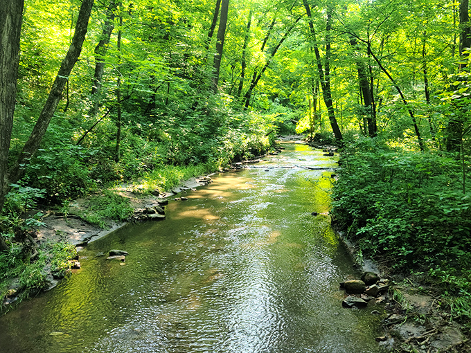 The forest stream meanders through verdant corridors, whispering secrets to those who pause long enough to listen.