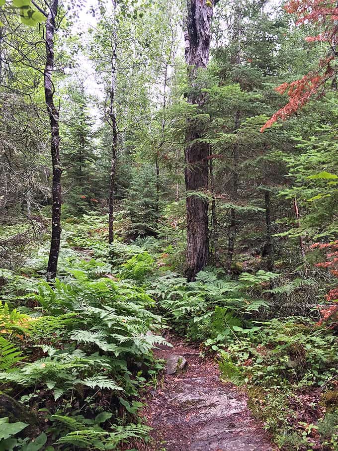 Ancient pathways wind through Voyageurs' forests, where ferns carpet the forest floor and towering pines create nature's cathedral ceiling.