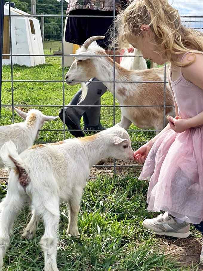The joy of animal connection: Small hands offering treats to eager goats creates memories that outlast any digital entertainment.