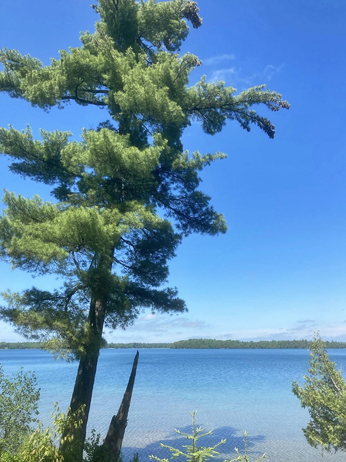 Towering pines stand sentinel over Deer Lake's blue expanse, their needles whispering secrets of the North Woods.