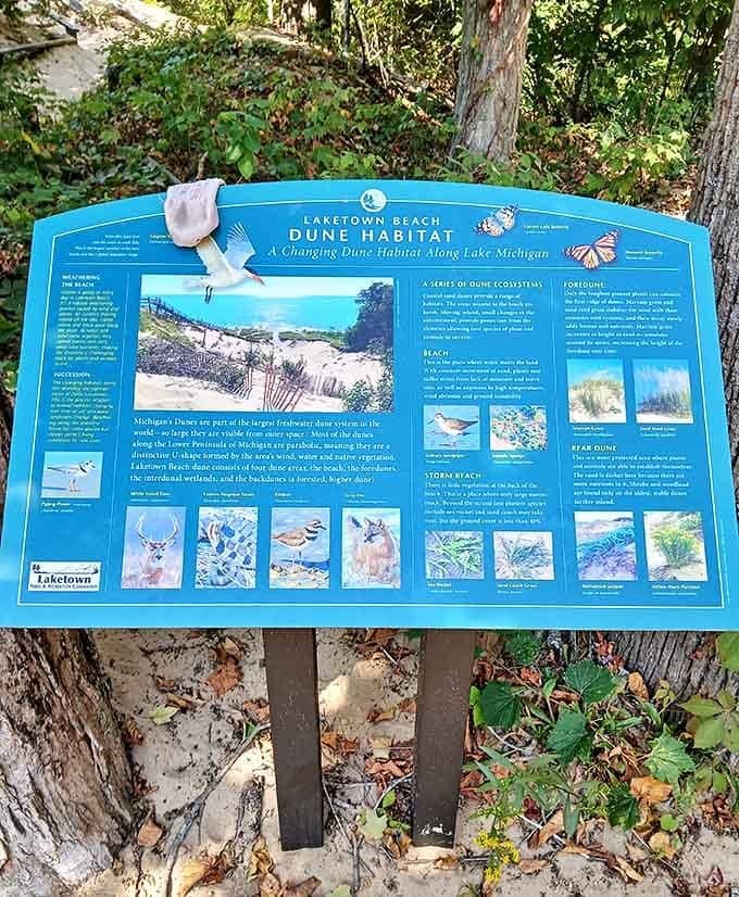 A crash course in dune ecology that explains why those "keep off the grass" rules actually matter for preserving this natural treasure.