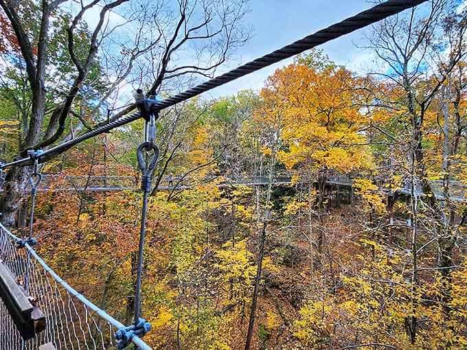 Fall's fiery palette transforms the canopy walk into a golden corridor, where every breeze sends another leaf spiraling toward earth.