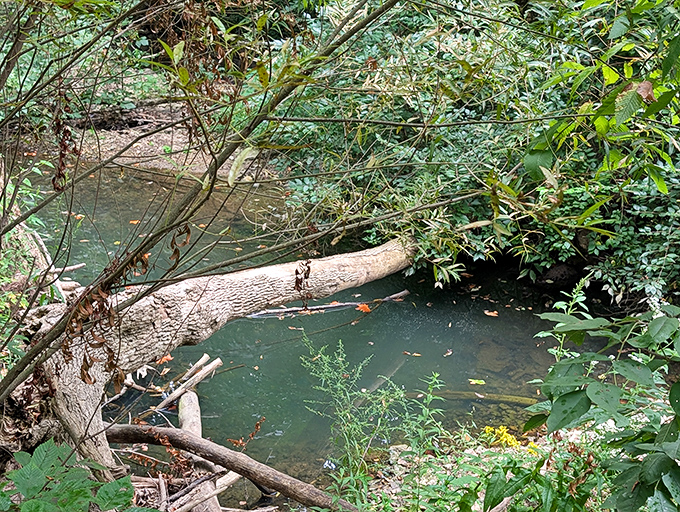 This tranquil pool offers a moment of stillness, contrasting beautifully with the dynamic energy of the nearby falls.