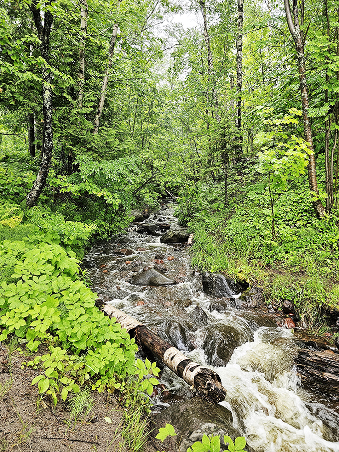 The rushing waters carve their ancient path through the wilderness, a constant reminder of nature's patient, persistent power.