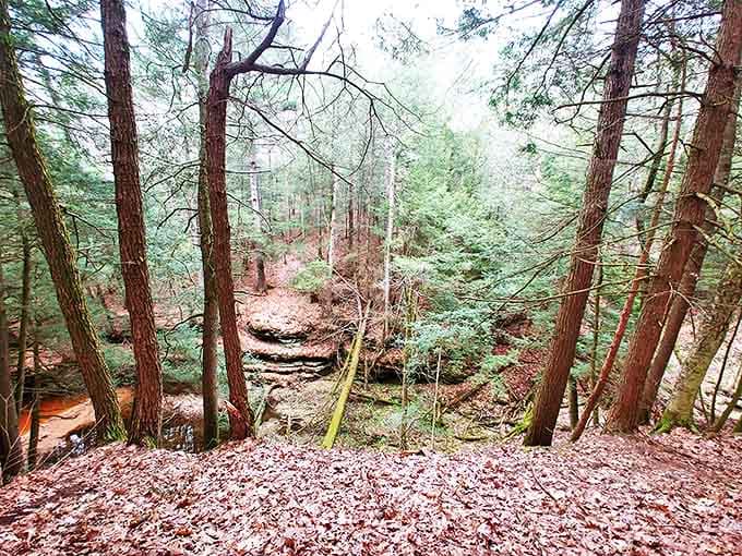 Forest trails winding through greenery so lush it makes you want to cancel your gym membership forever.