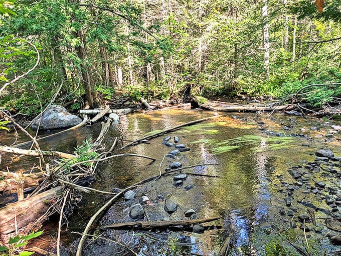 This shallow forest creek might seem modest, but it's teeming with life – from tiny invertebrates to the occasional trout darting between rocks.