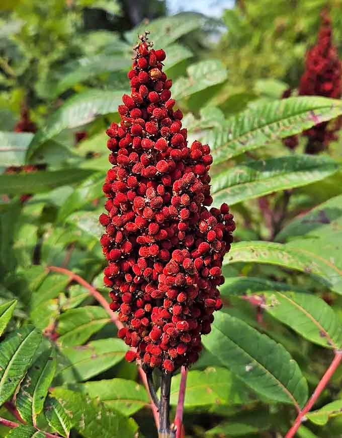Smooth sumac's brilliant red clusters add pops of color that make you stop and appreciate nature's decorating skills.