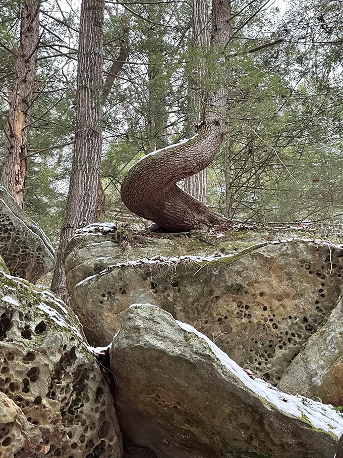 This twisted tree defies gravity and good sense, yet thrives anyway &ndash; nature's reminder that sometimes the most beautiful growth comes from challenging conditions.