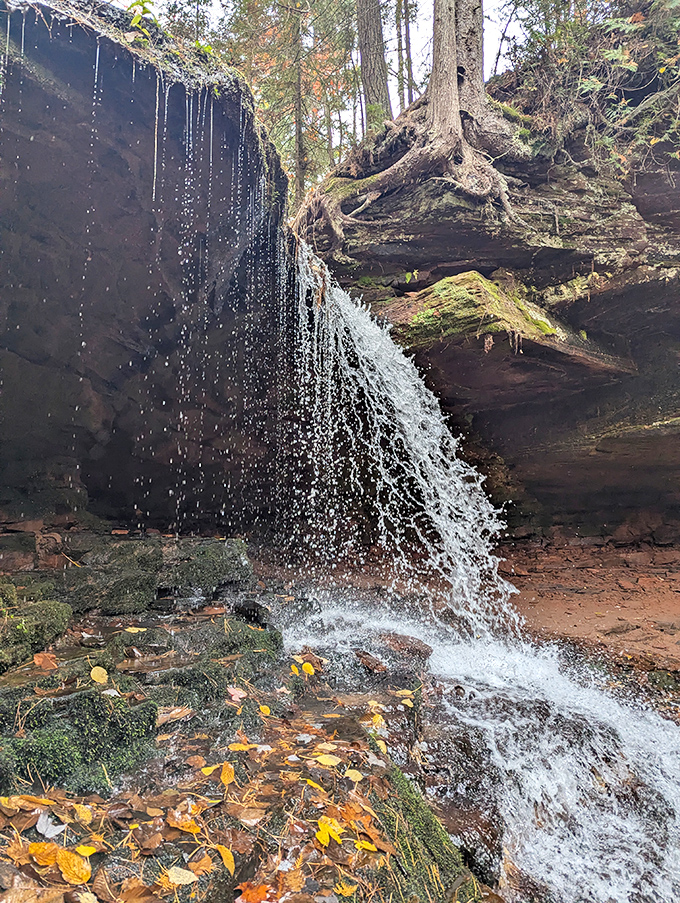 A wooden boardwalk threads through lush ferns, keeping feet dry while preserving the delicate ecosystem of this northern paradise.