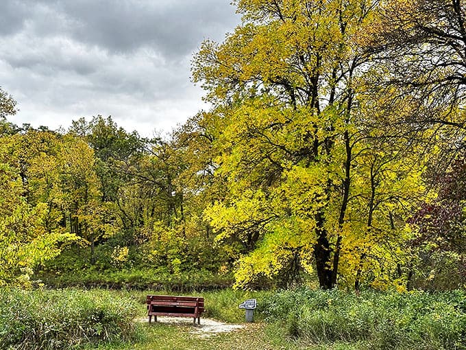 Fall foliage creates a golden canopy over the trails &ndash; nature's way of saying summer's over but there's beauty in every season.