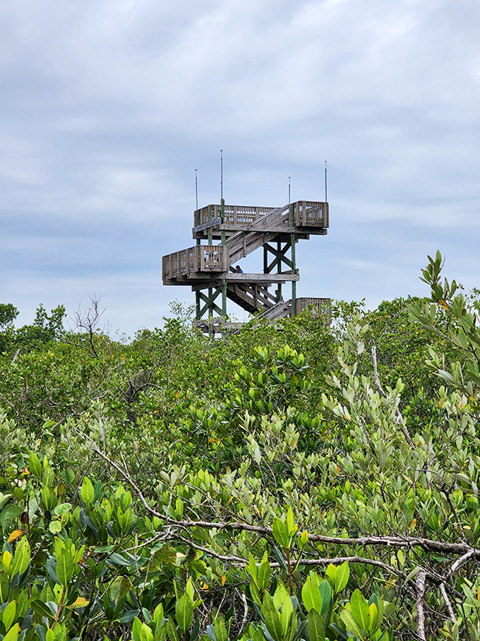 The observation tower stands sentinel among the mangroves, offering bird's-eye views of this remarkable coastal ecosystem.