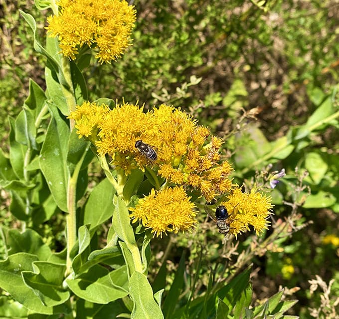 Even the bees take breaks to appreciate these golden blooms &ndash; nature's rest stop for tired pollinators.