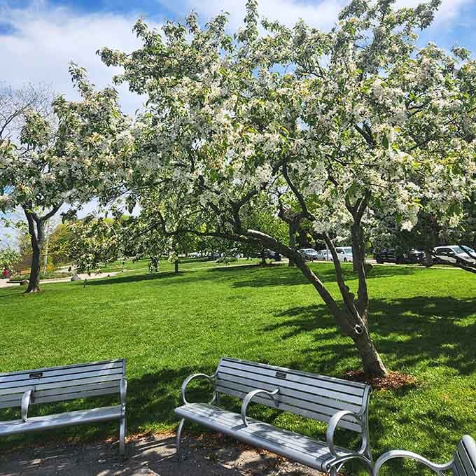 Park benches invite visitors to pause, breathe, and appreciate the simple pleasure of doing absolutely nothing important.