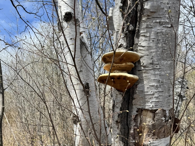 Nature's shelf fungi decorates white birch like natural art installations &ndash; forest d&eacute;cor that's been trending for thousands of years.