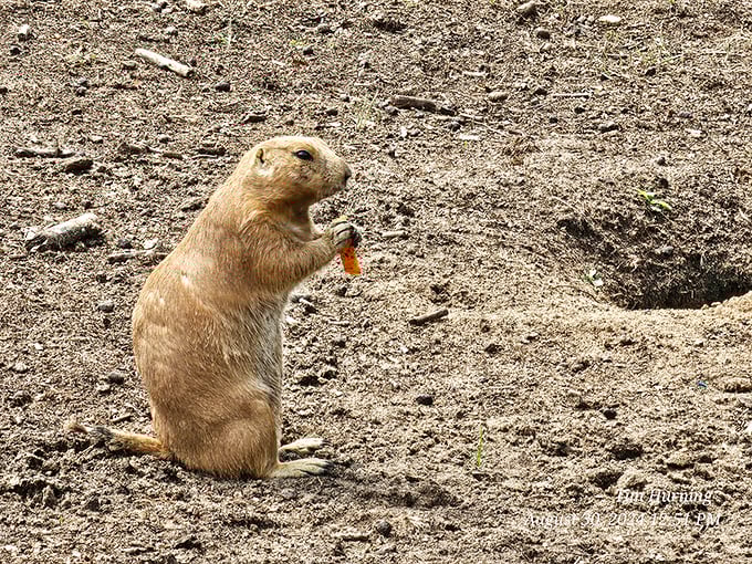 A prairie dog enjoys his carrot snack, proving that even the smallest residents of Shamba Safari know how to charm visitors.