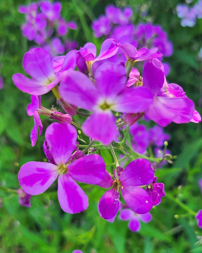 Purple perfection! These damask violets add their royal hue to the wildflower symphony, creating rich contrast against their green-stemmed neighbors.