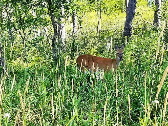 This deer pauses mid-browse, the eternal question in its eyes: "Were you invited to this forest party?"