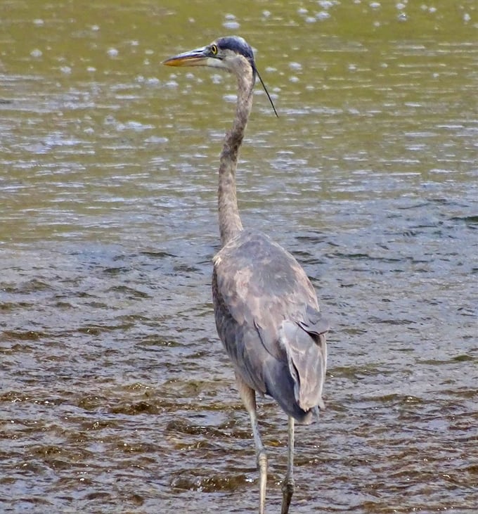 A great blue heron stands majestically in the shallows – the park's self-appointed wildlife ambassador showing off nature's elegant design work.