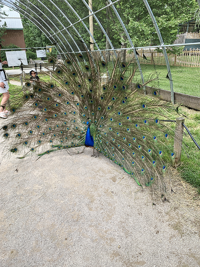 A peacock displays nature's most spectacular fashion statement, unfurling a fan of iridescent feathers that puts runway models to shame.