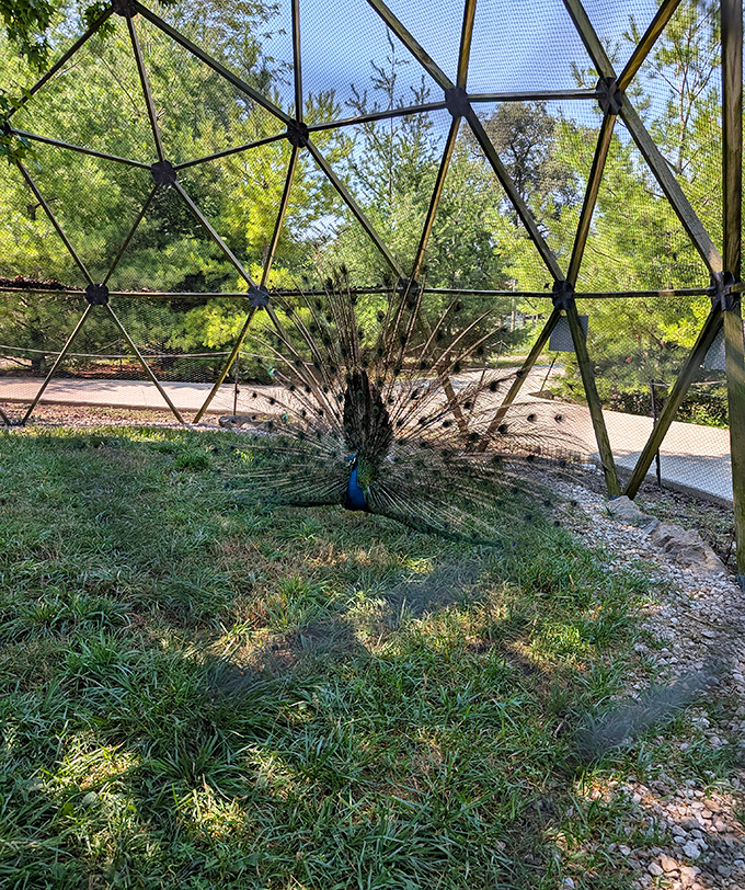 Peacocks display their magnificent feathers, nature's own fireworks show happening right before your eyes in rural Illinois.