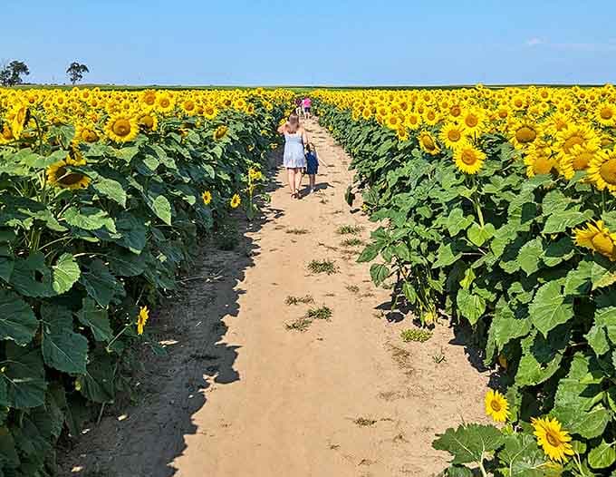 The path stretches toward infinity, creating a yellow-brick road experience that makes everyone feel like Dorothy discovering Oz.
