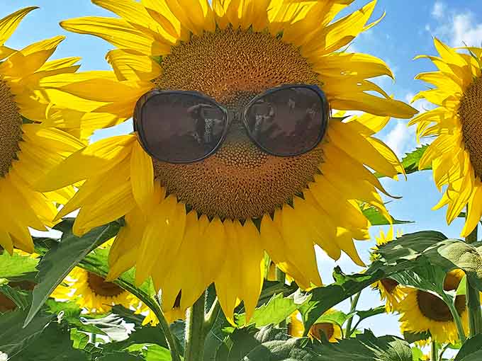 This sunflower clearly got the memo about proper sun protection &ndash; sporting shades with the confidence of a botanical celebrity.