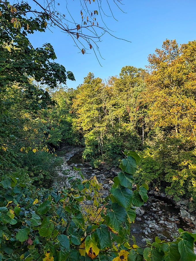 Sunlight filters through the canopy, creating a cathedral-like atmosphere along Mill Creek as it approaches the falls.