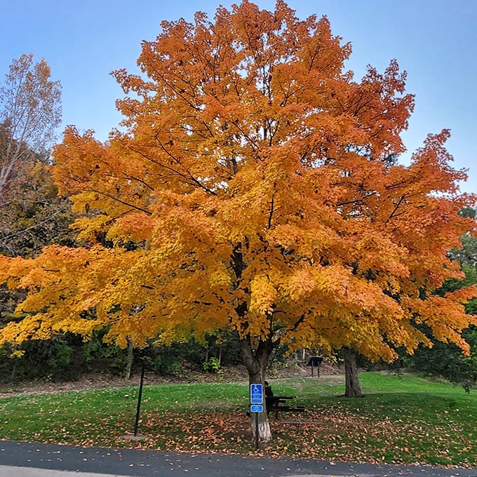 Autumn's star performer stands resplendent in orange glory &ndash; a maple tree showing exactly why fall in Minnesota is worth the wait.