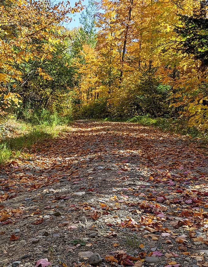 The unpaved path tells stories of countless footsteps before yours, each curve and root a character in the ongoing tale of wilderness exploration.