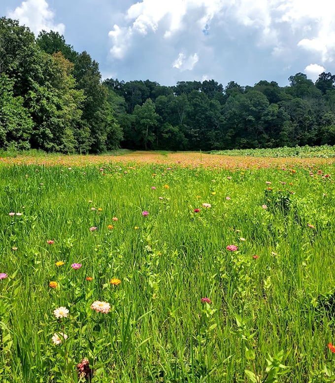 The wildflower meadow offers a more delicate counterpoint to the sunflowers' bold statement, like nature's version of a watercolor painting.