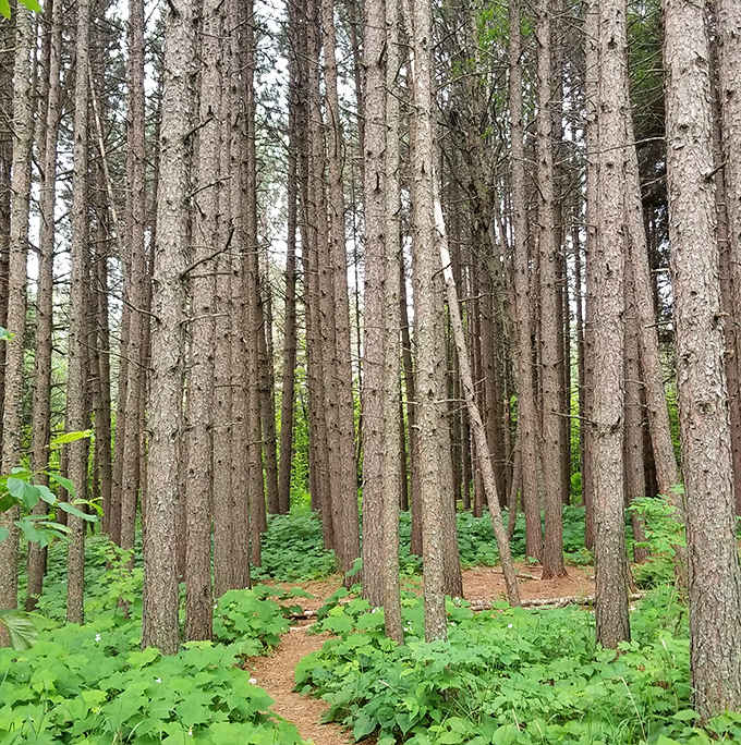 Step into the cool embrace of this pine forest cathedral, where dappled sunlight plays across a carpet of emerald undergrowth.