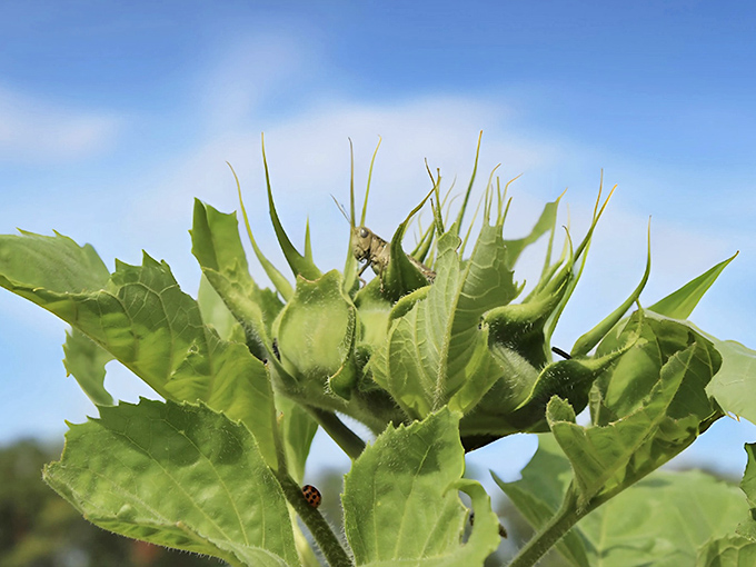 Tiny visitors make themselves at home among the leaves, as insects find their own paradise in this sunflower sanctuary.