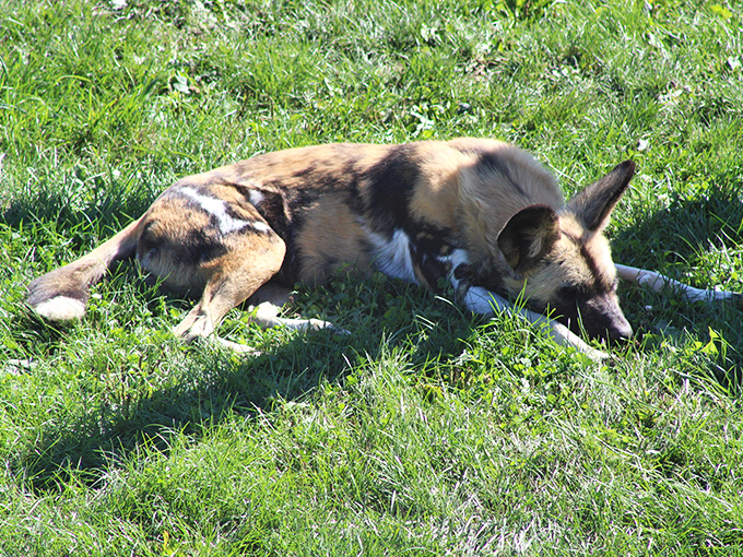 An African wild dog takes a well-deserved nap, demonstrating the universal truth that even exotic predators enjoy a good afternoon snooze.