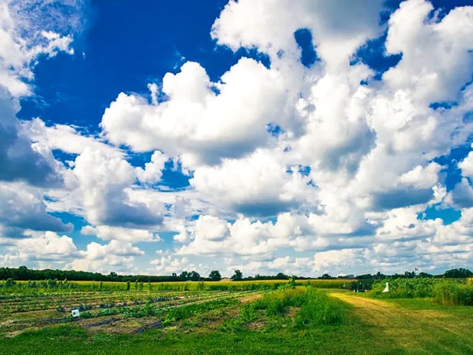 Ohio's farmland stretches endlessly, feeding the nation while looking absolutely gorgeous doing it.