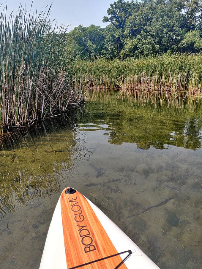 A paddleboard glides through reeds in Glendalough's wetlands, demonstrating that exploration sometimes requires nothing more than balance and curiosity.