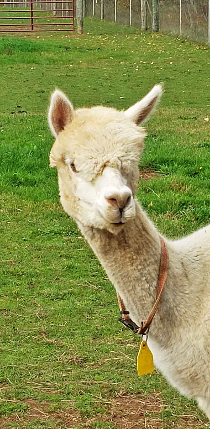 "We need to talk about your treat-giving technique." This alpaca's expression suggests constructive feedback is forthcoming.