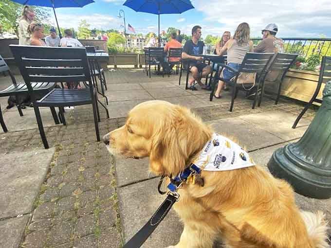 Even golden retrievers know a good thing when they see it &ndash; this contented pup seems to be living his best life on Bridge Street's dog-welcoming patio.