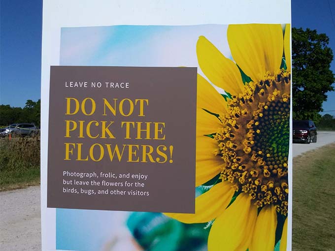 Remember to enjoy the beautiful sunflowers by taking only photos. Let's keep them here for everyone to admire!