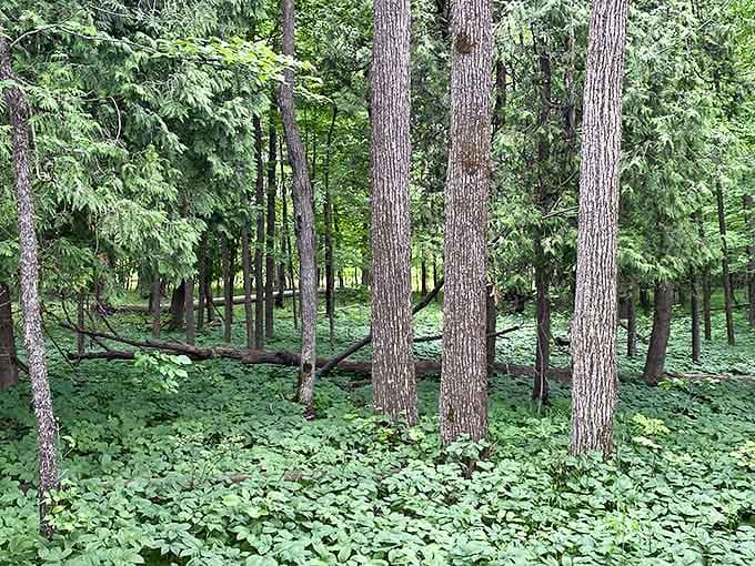 Step into nature's cathedral, where towering trees create a verdant sanctuary and sunlight filters through like stained glass.