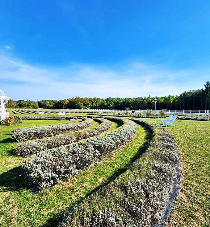 Curved lavender paths invite wanderers to follow their noses through a maze where getting lost is actually the point.